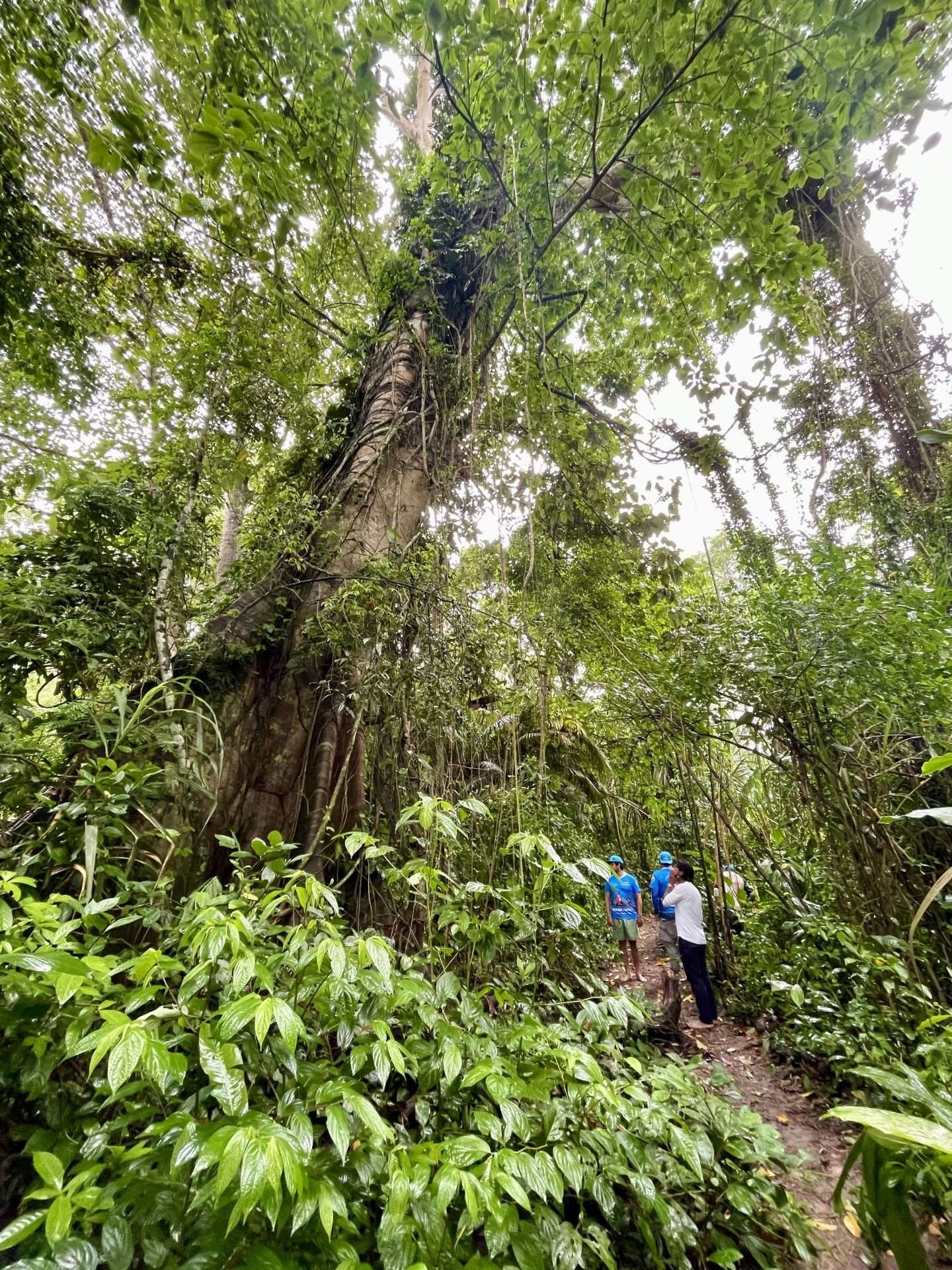 Monkey Island: How to Visit Monkey Island from Puerto Maldonado – In ...