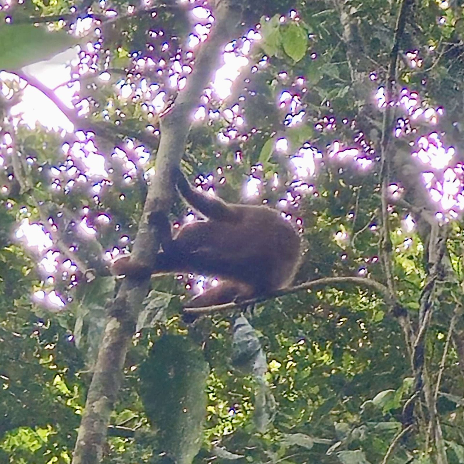 Monkey Island: How to Visit Monkey Island from Puerto Maldonado – In ...